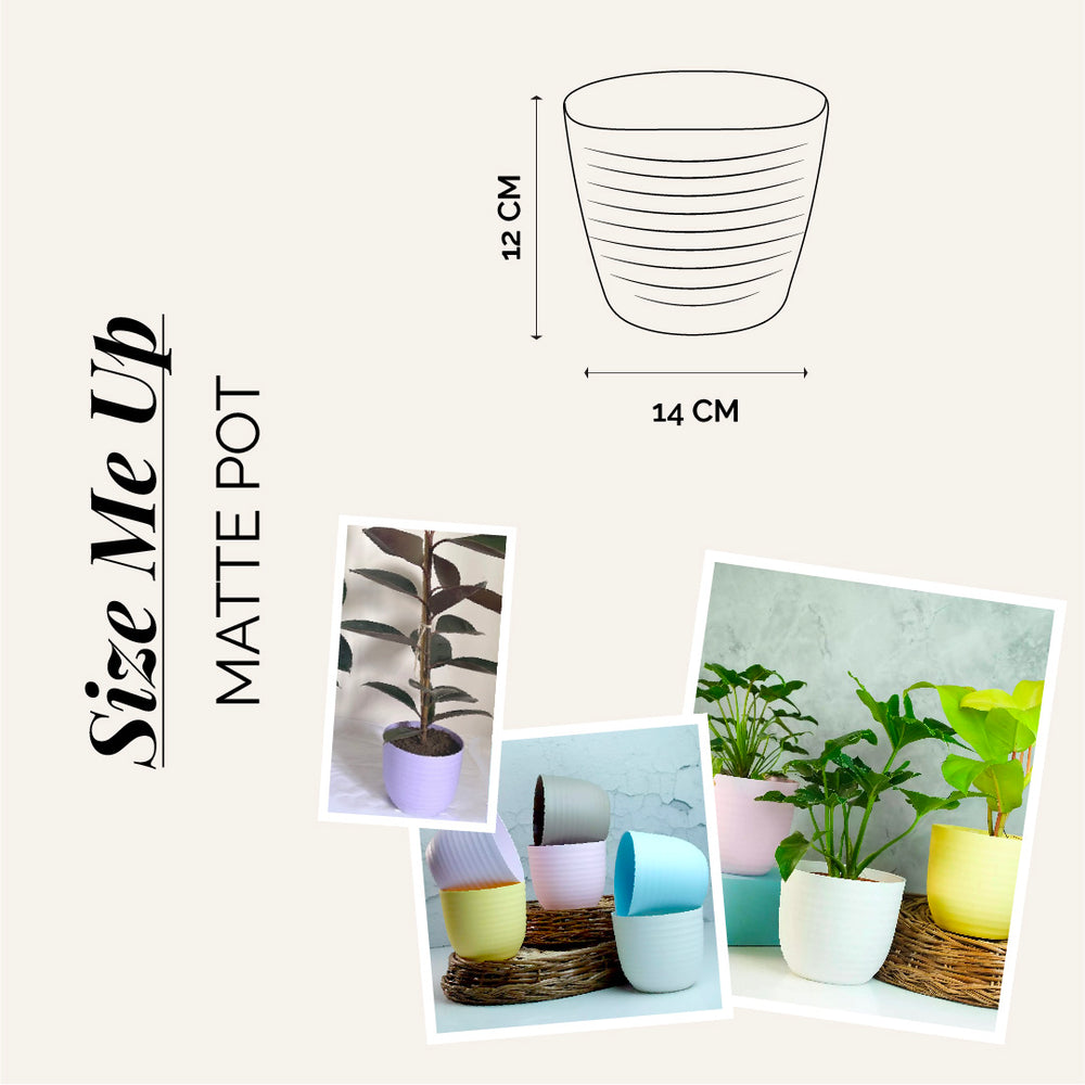 Buy Matte Fibre Gardening Pot Online | Multiple Colors Available